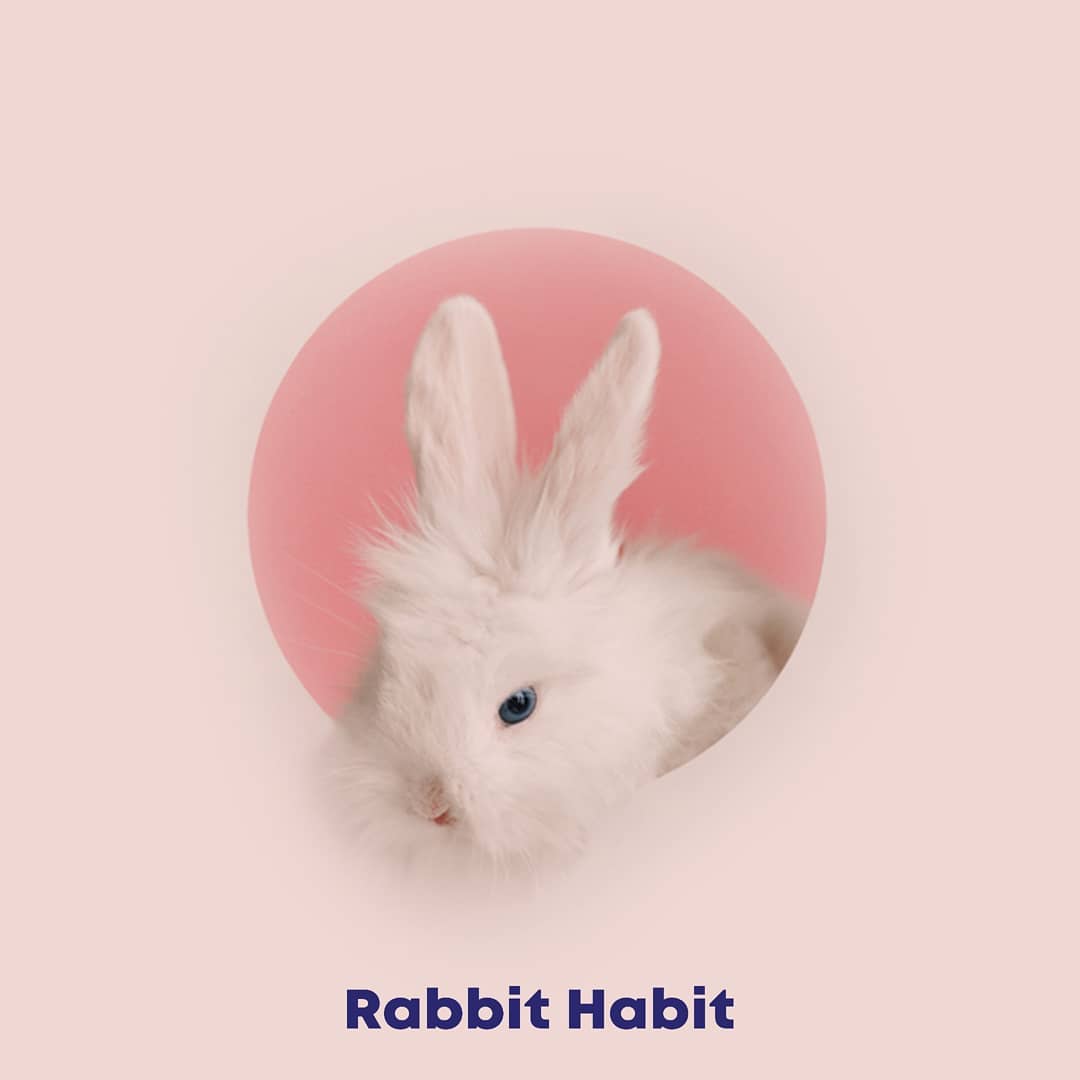 Rabbit Habit, Brand Lokal Terbaru yang Wajib Anda Coba - Scarf Media