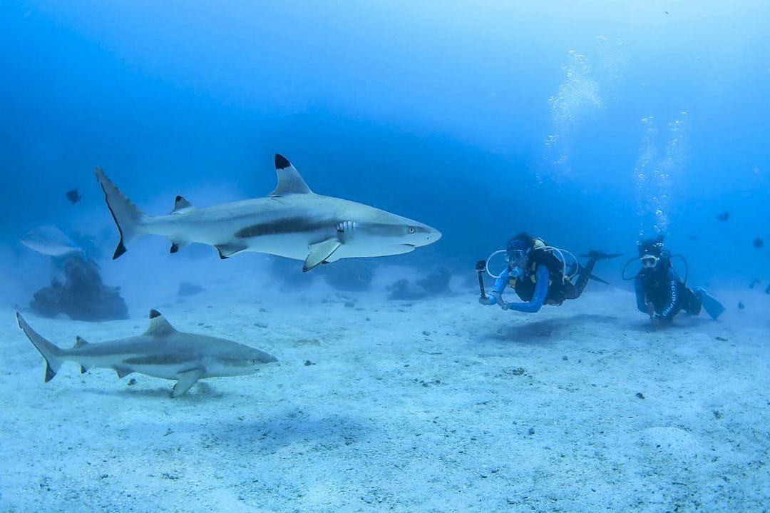 Menyelam Bersama Hiu di Pulau Mitita Morotai, Maluku - Scarf Media