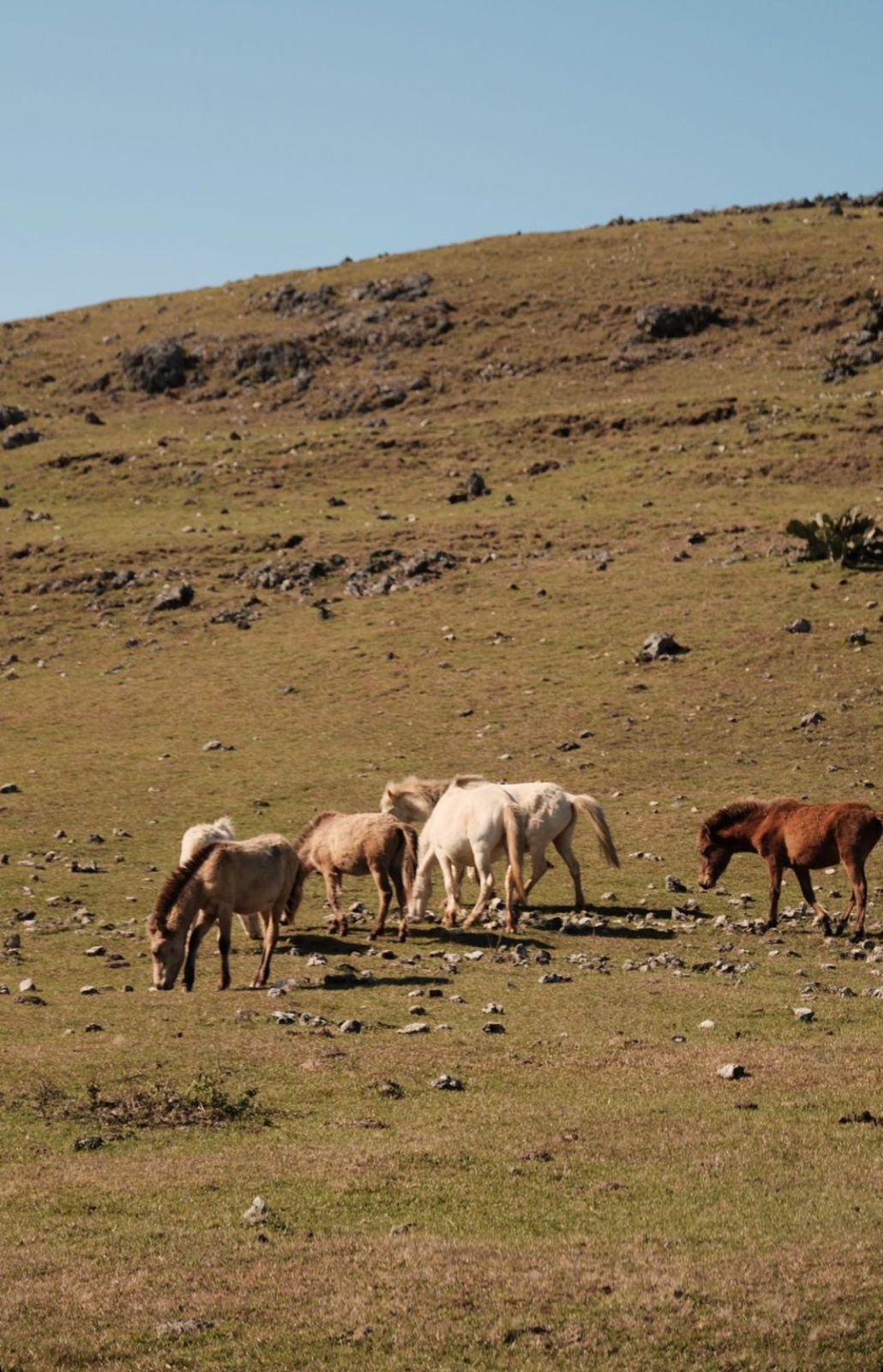 Potret Keindahan Padang Rumput Fulan Fehan di NTT - Scarf Media